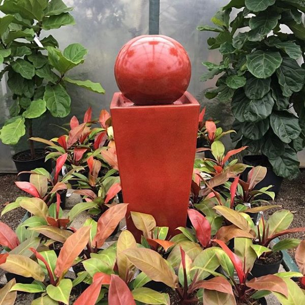 Philodendron Prince Of Orange Grow & Care Tips - Philodendron Plant