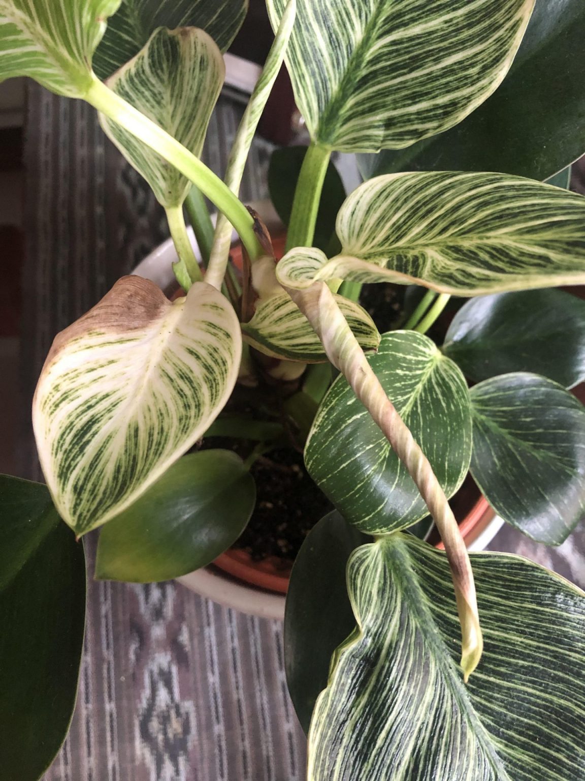 Philodendron Birkin Grow & Care Tips - Philodendron Plant