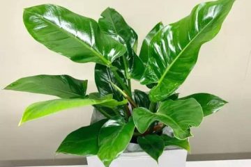 Philodendron Imperial Green Grow & Care Tips - Philodendron Plant